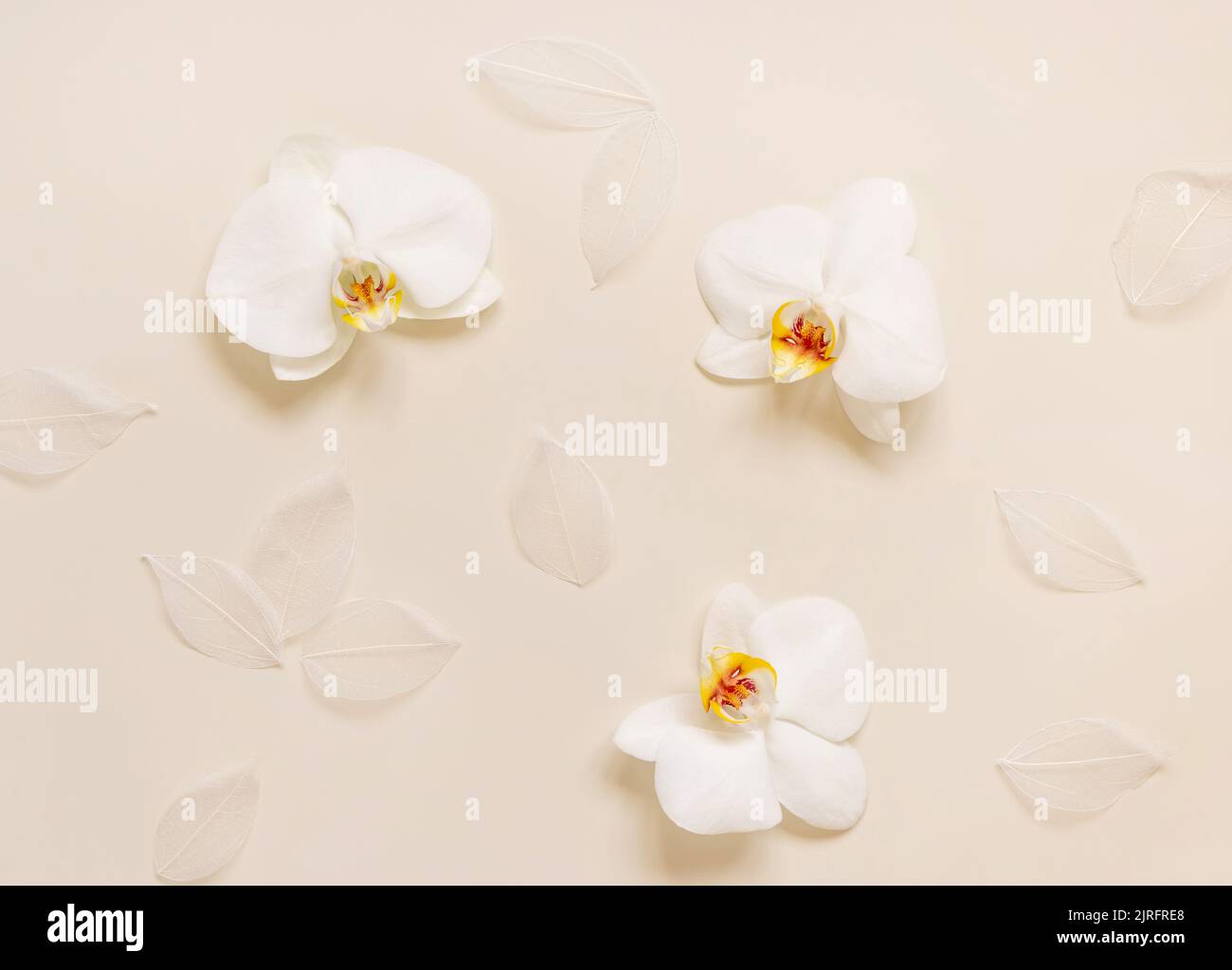 White Phalaenopsis orchids on light beige top view. Romantic Tropical ...