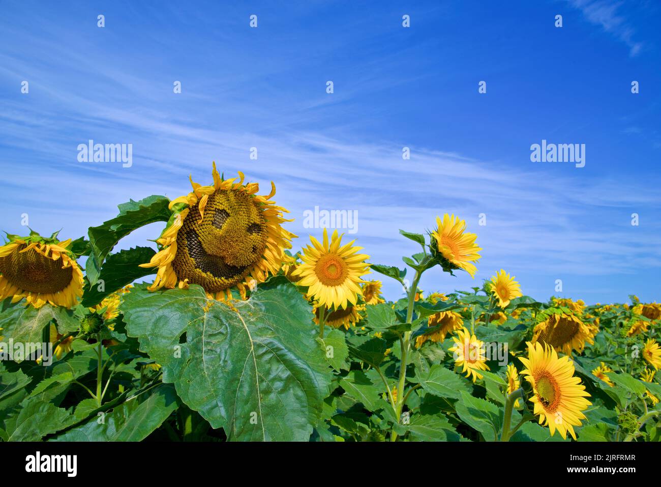 Sunflower smiling like a smiley Stock Photo - Alamy