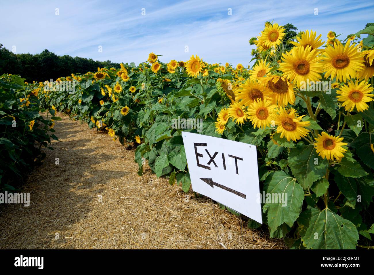 Exit sign on the footpath of the sunflower farm Stock Photo - Alamy