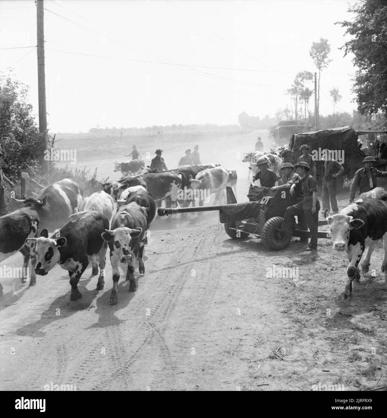 The British Army in Normandy 1944 A herd of cows pass a 6-pdr anti-tank ...