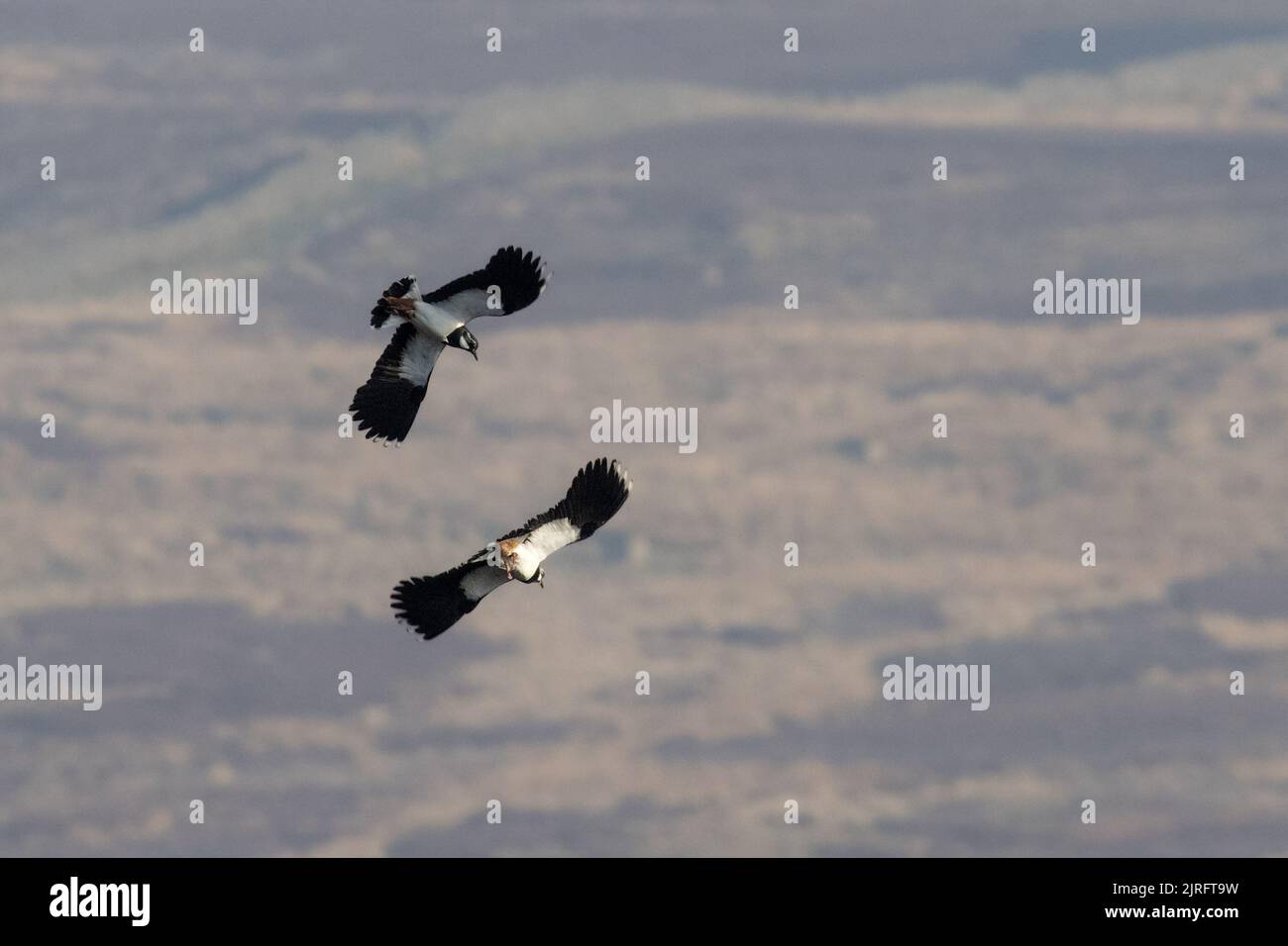 Two Northern lapwings (Vanellus vanellus) display flying in mid-air ...