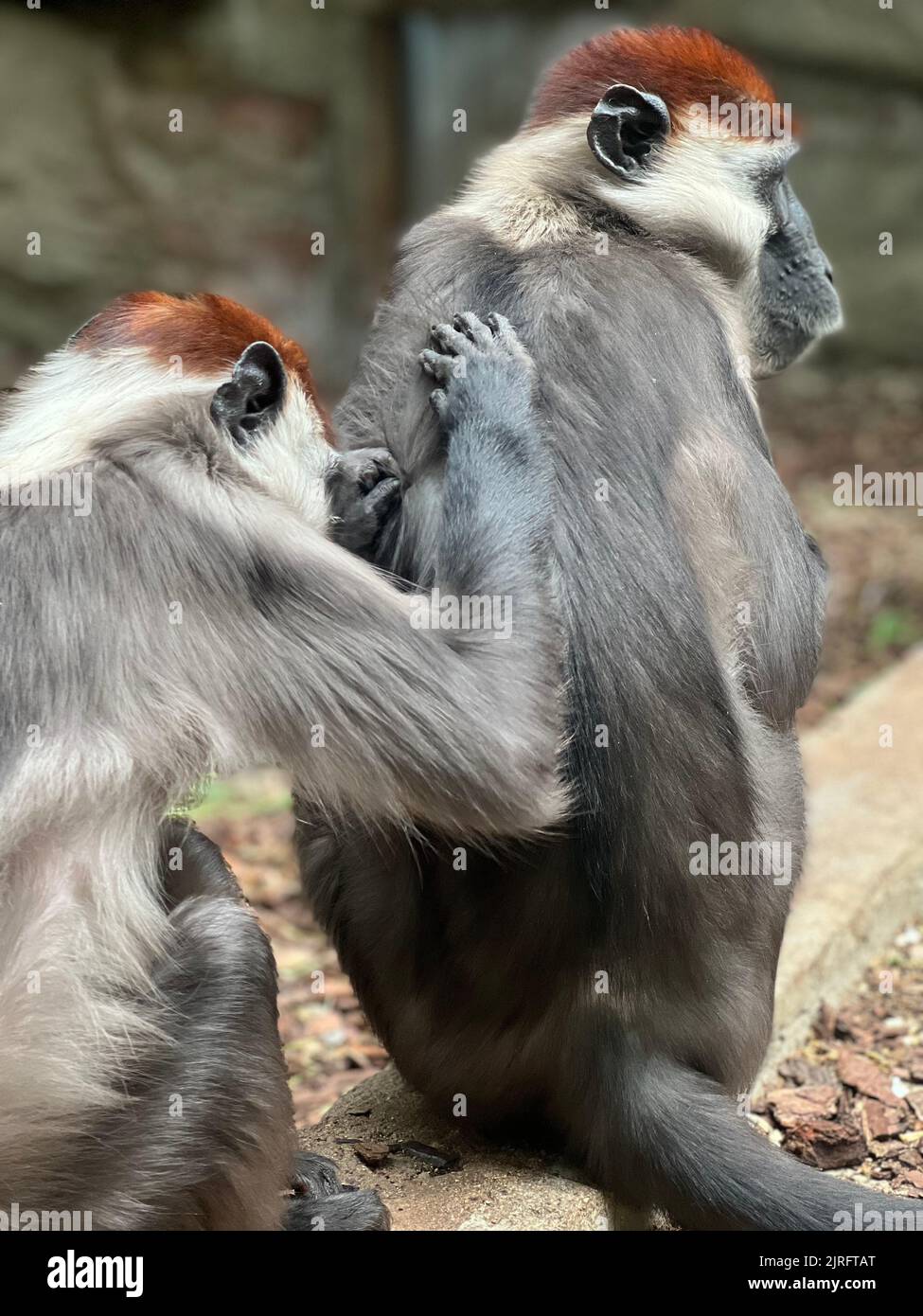 A closeup shot from behind of two Cherry-crowned Mangabeys scratching ...