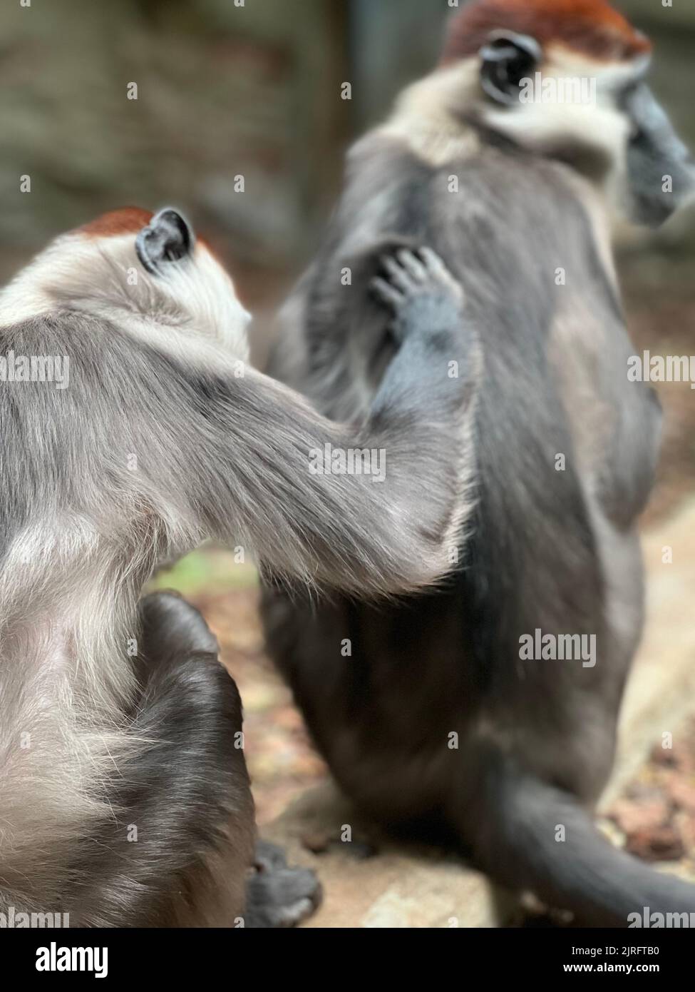 A closeup shot from behind of two Cherry-crowned Mangabeys scratching ...