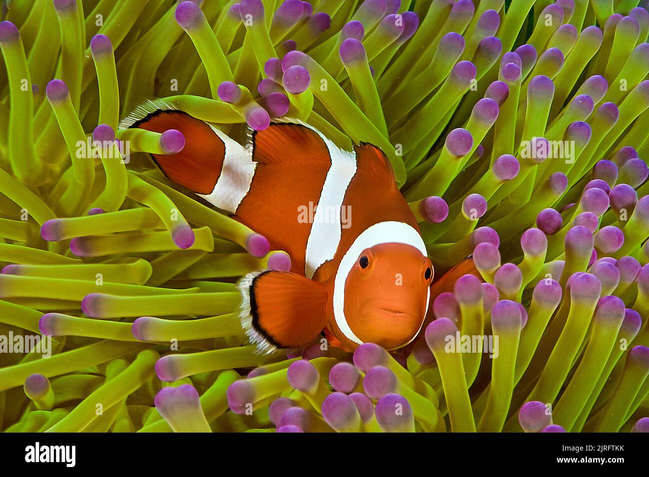 False percula clownfish (Amphiprion ocellaris), lives in symbiosis with ...