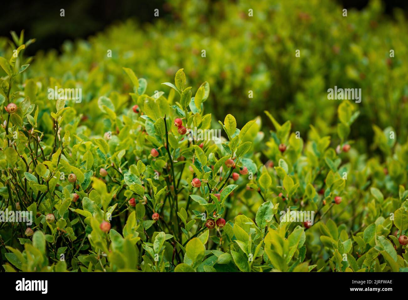 A blueberry bush in a garden Stock Photo - Alamy