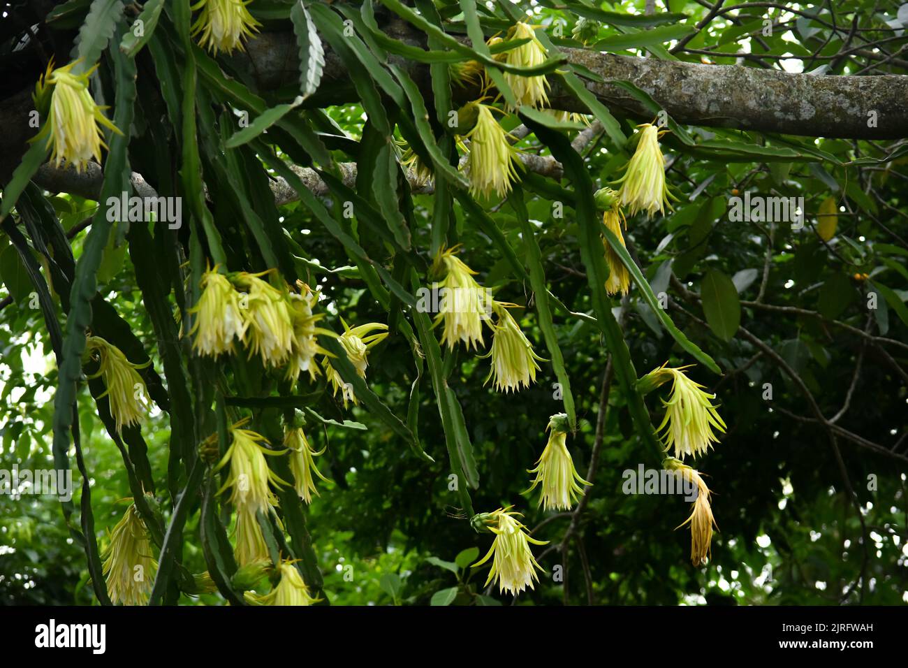 White dragon garden hi-res stock photography and images - Alamy