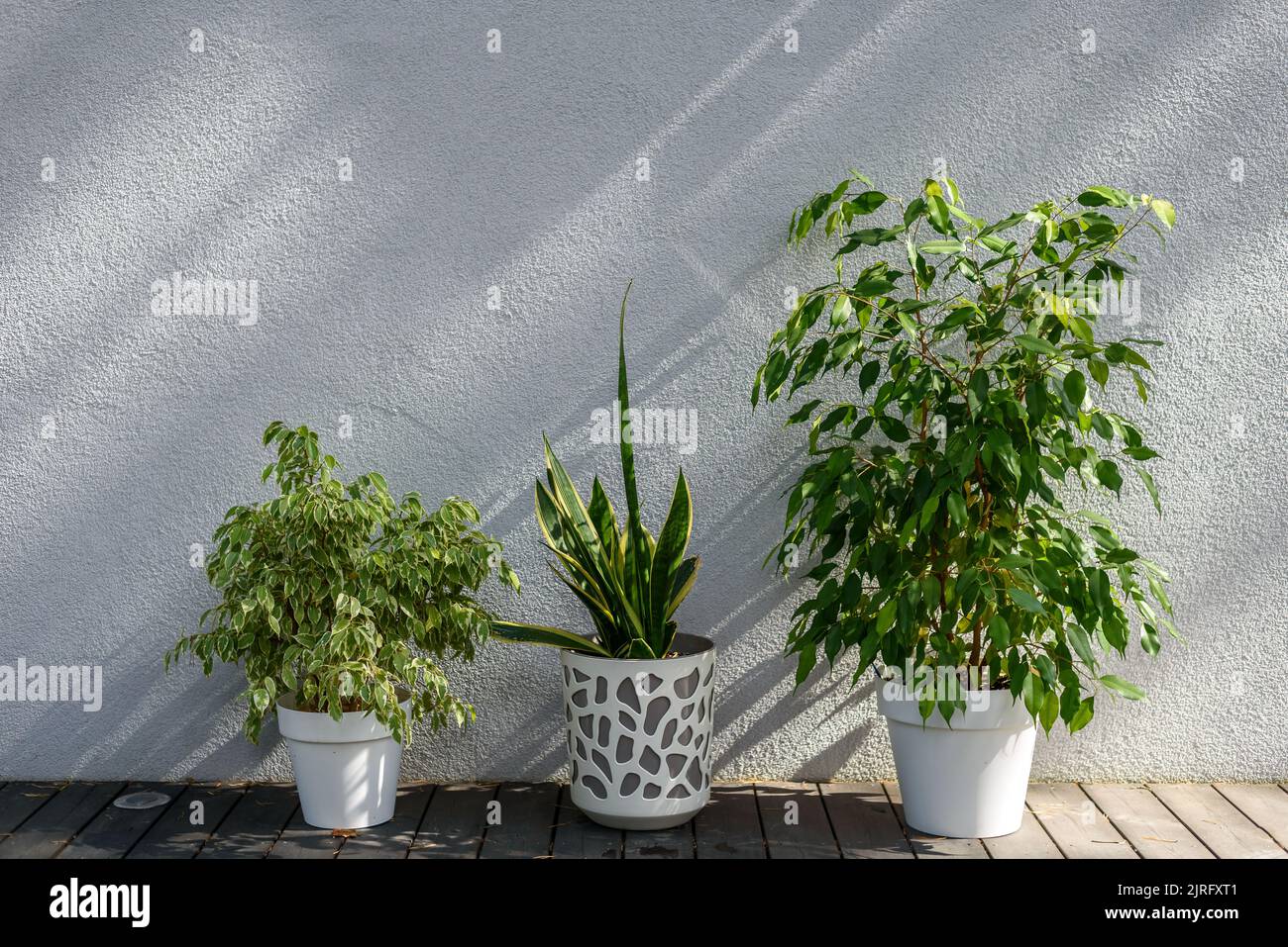 Sun shining on plants hi-res stock photography and images - Alamy