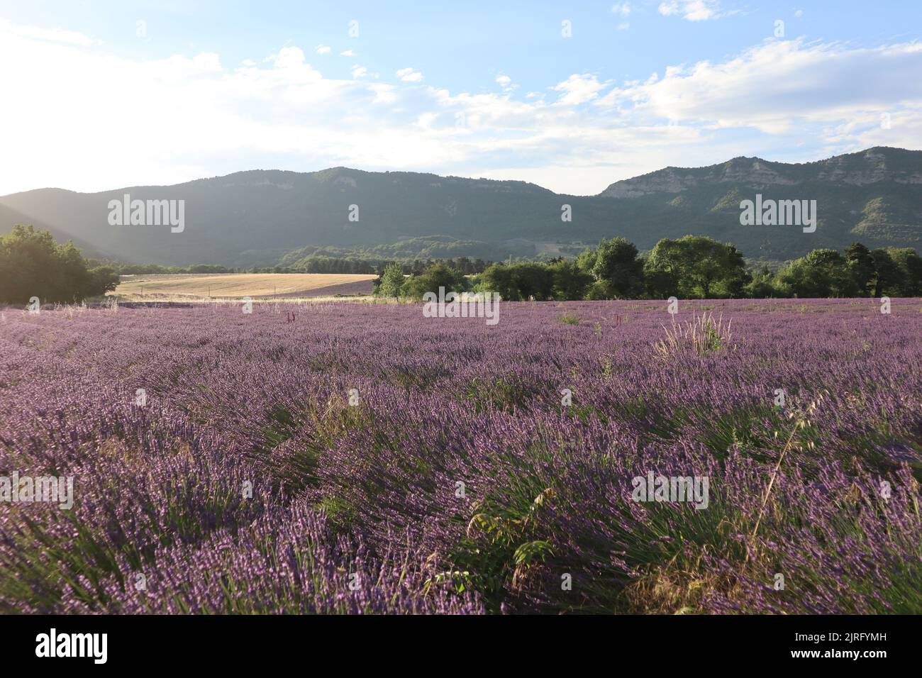 Lavender fields in summer in Provence South of France sun landscape ...