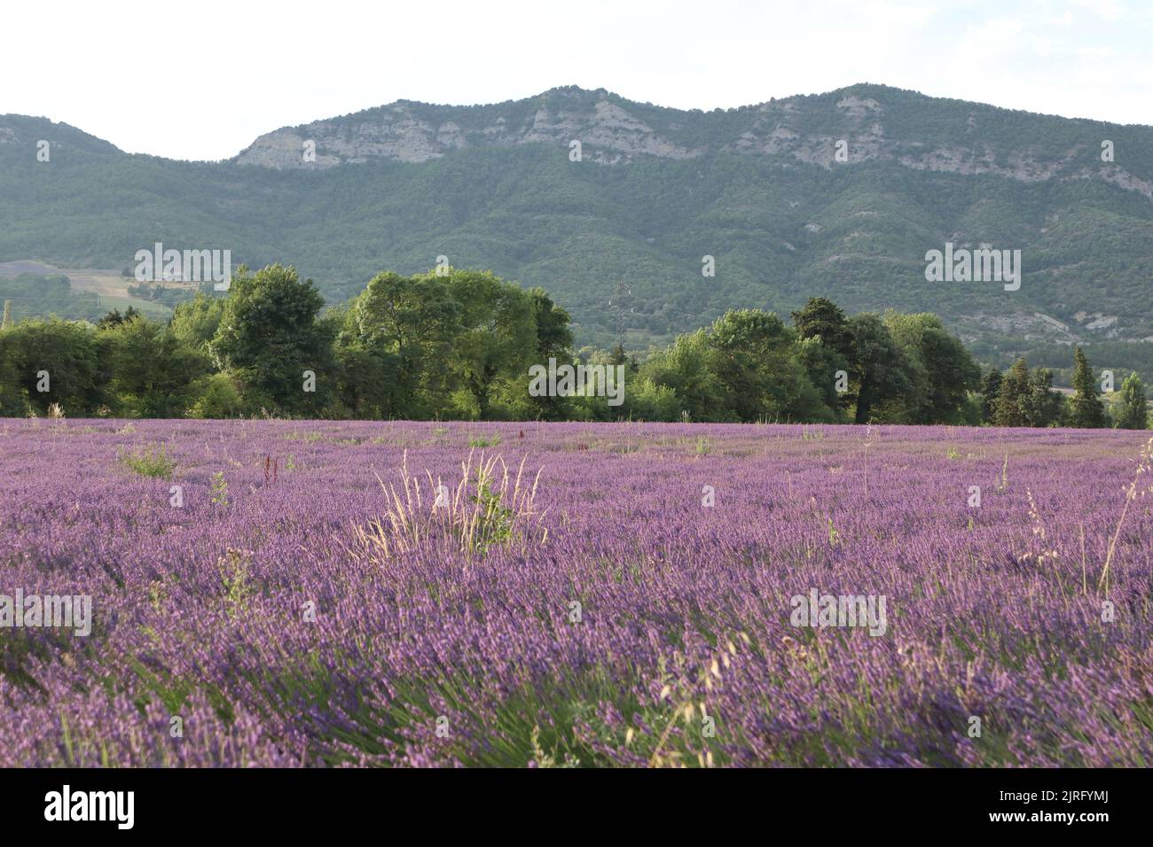 Avignon arles marseille hi-res stock photography and images - Alamy