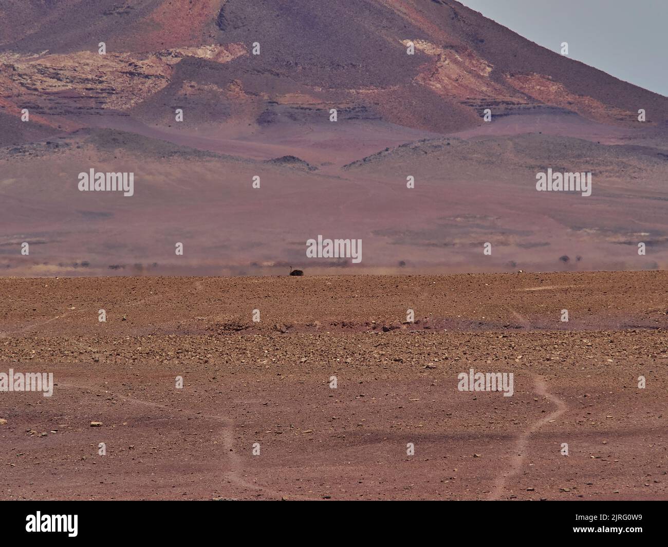 Lonely Ostrich standing in the heat haze of desolation in Damaraland ...