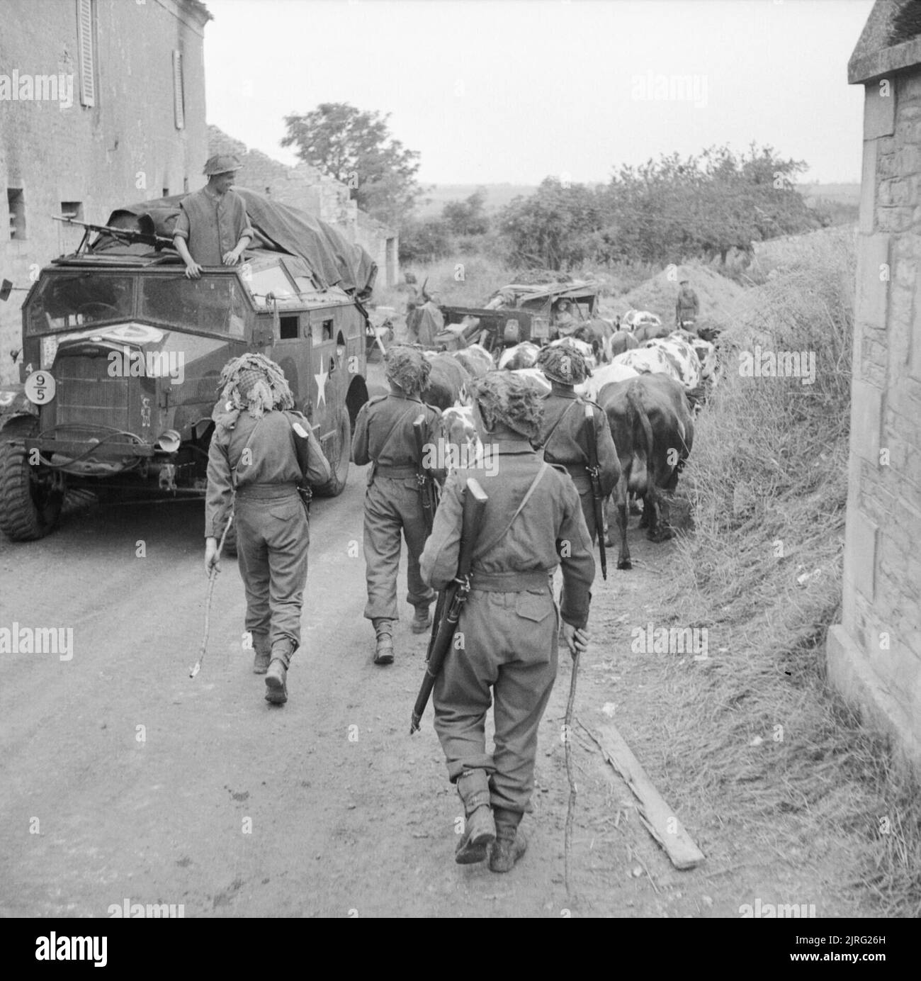 British troops herd cattle past a Morris 'Quad' artillery tractor and ...
