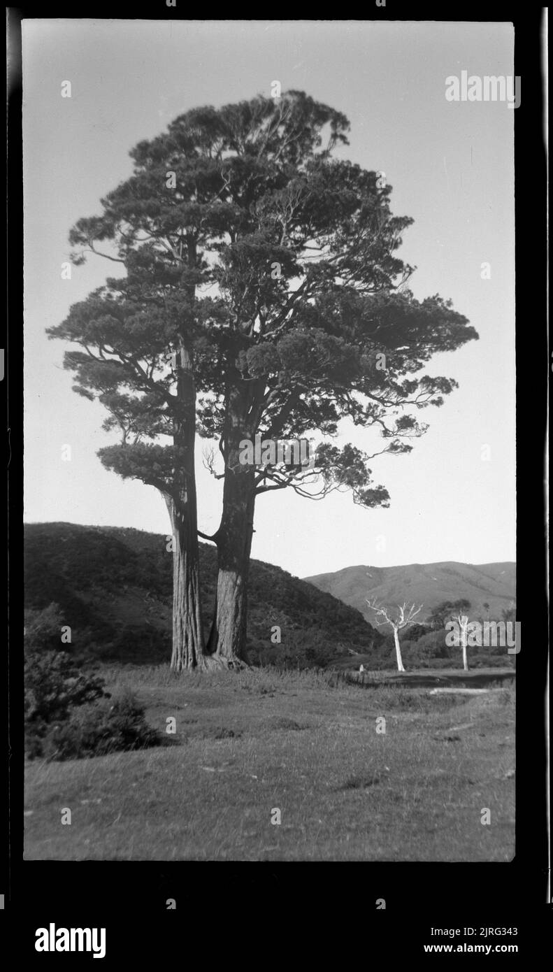 Rimutaka Range, 06 March 1948, by Leslie Adkin Stock Photo - Alamy