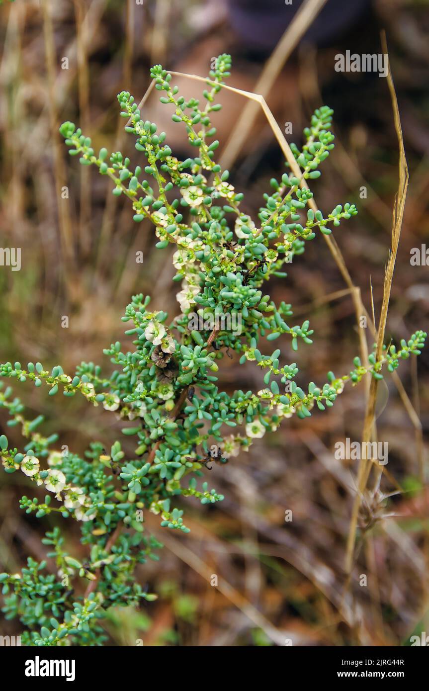 A branch of Rohrlach’s bluebush (Maireana rohrlachii) with papery ...