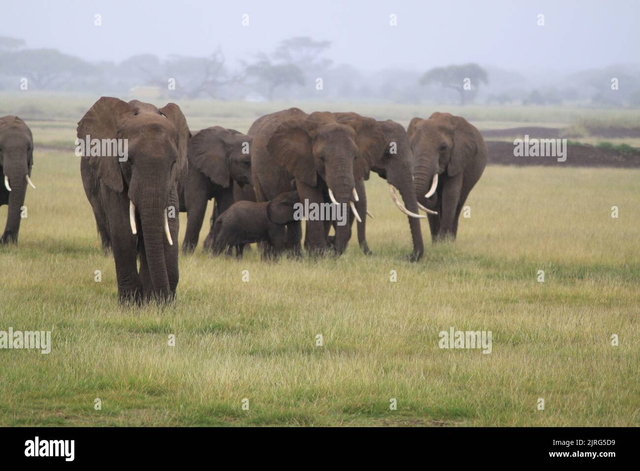 The African bush elephants herd walking in the field under the blue sky ...
