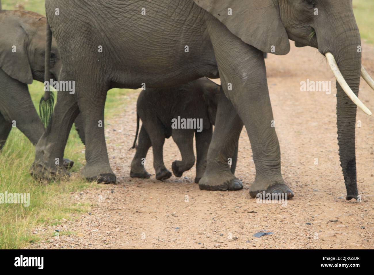 The baby African bush elephant hiding while walking with the herd Stock ...