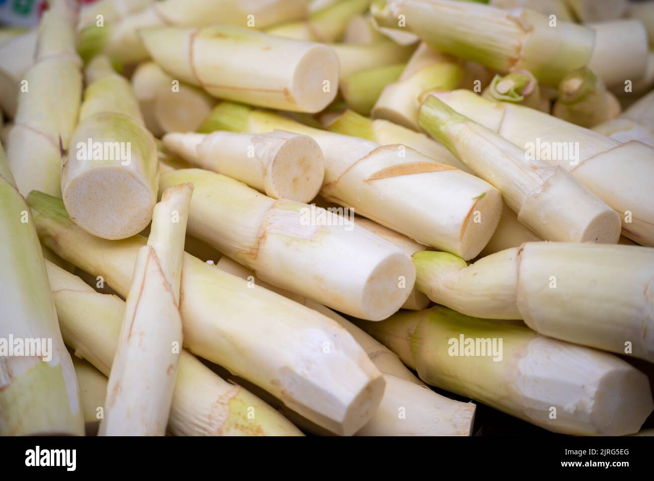 Zizania,Water bamboo,Zizania latifolia Turcz Stock Photo - Alamy
