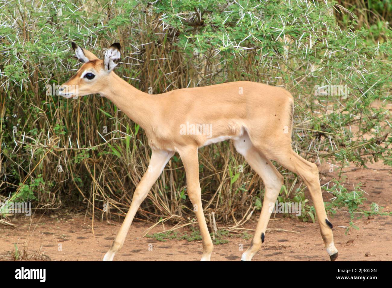 The close-up profile view of a female impala walking by the wild plants ...