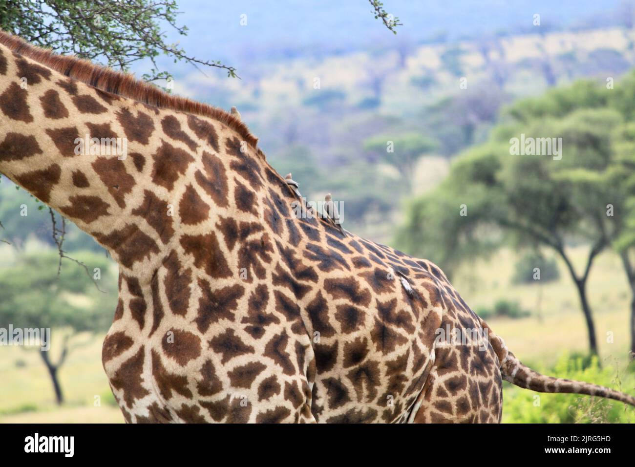 The partial view of the giraffe's patterned neck and body on a sunny ...
