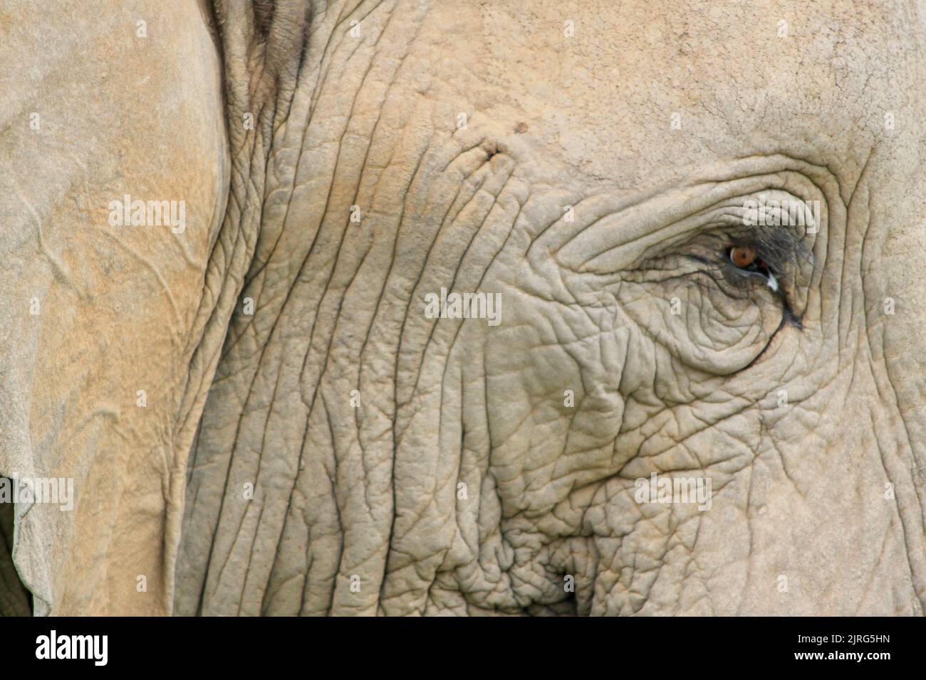 The close-up detailed view of an African bush elephant's face Stock ...