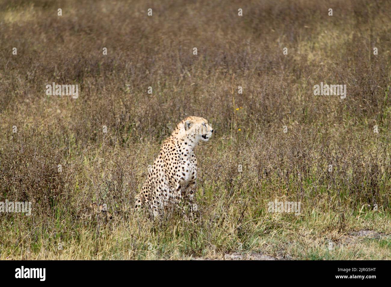 Cheetah in high grass hi-res stock photography and images - Alamy