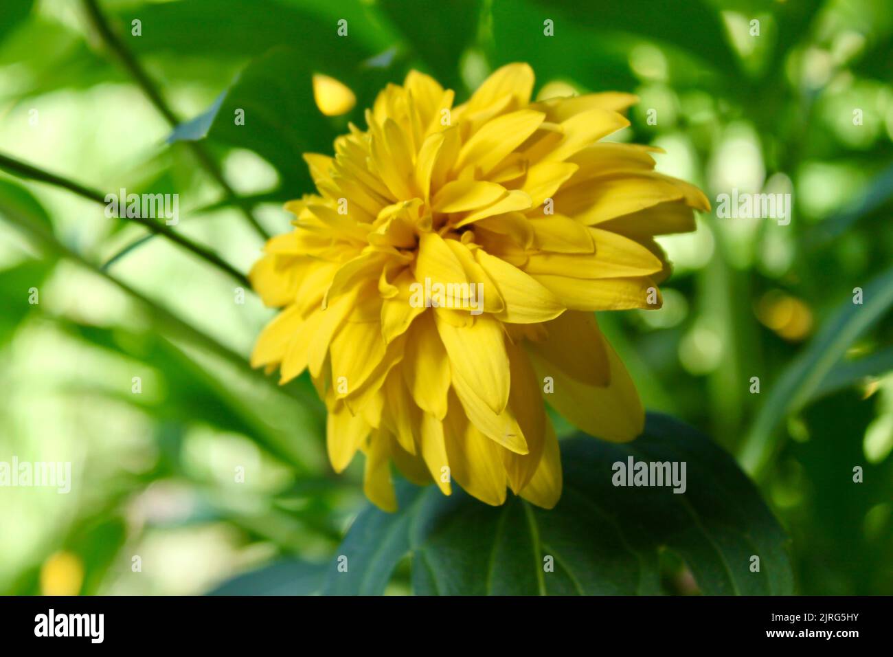 The close-up view of a Japanese kerria bulb with yellow petals before ...