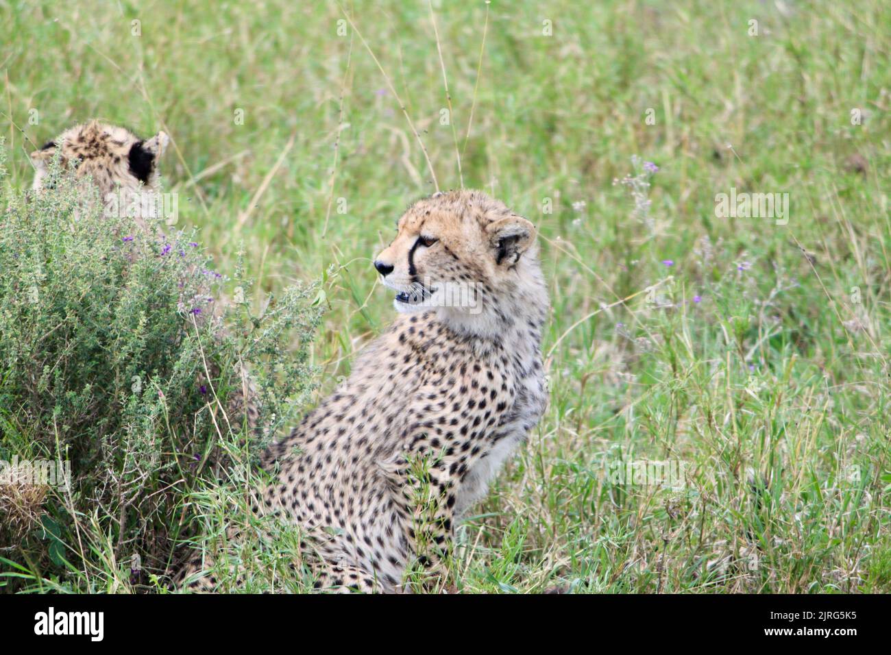 The close-up view of two African cheetahs sitting in the wild grass ...