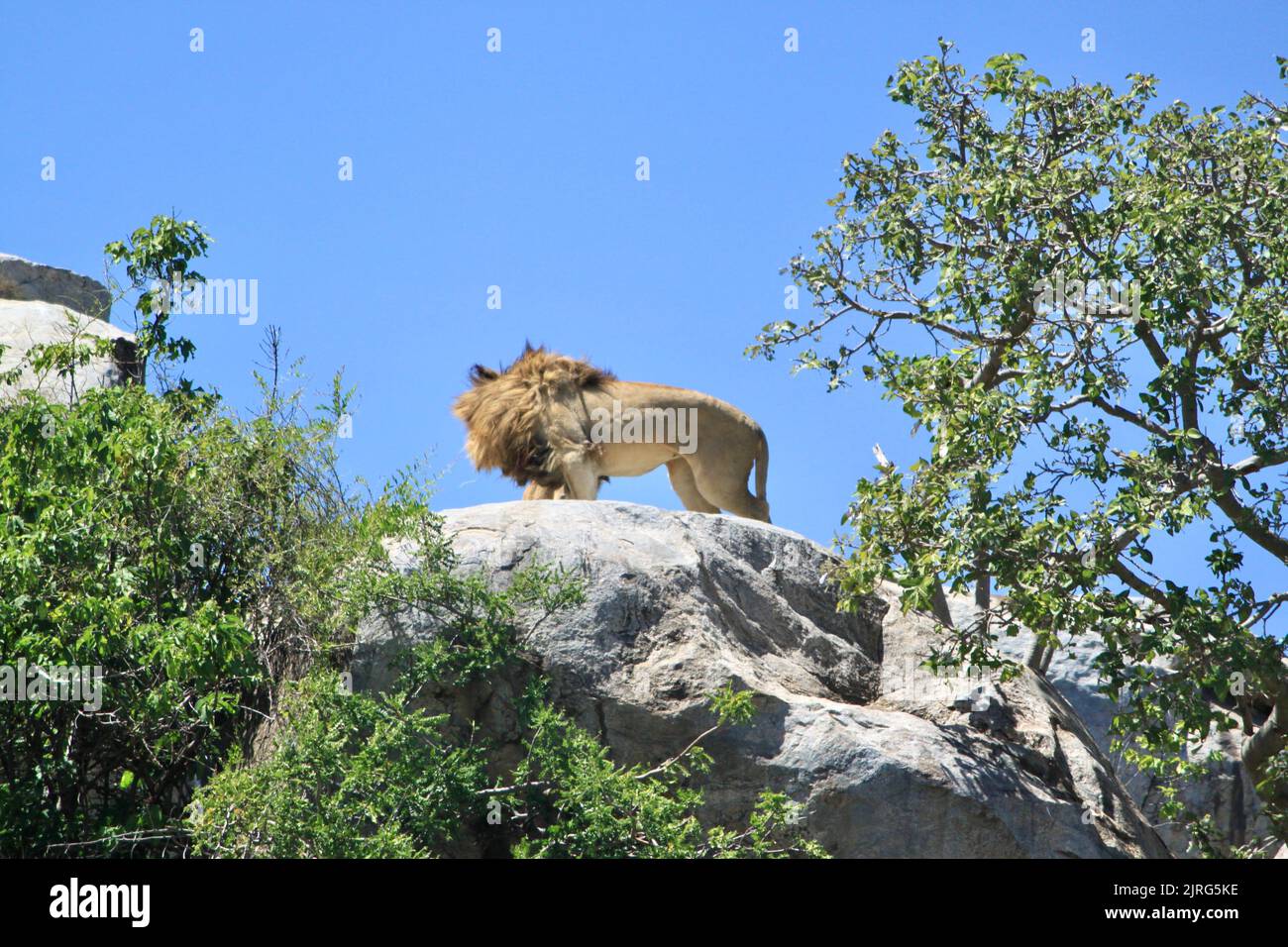 The low-angle view of a barbary lion standing on top of the rock under ...