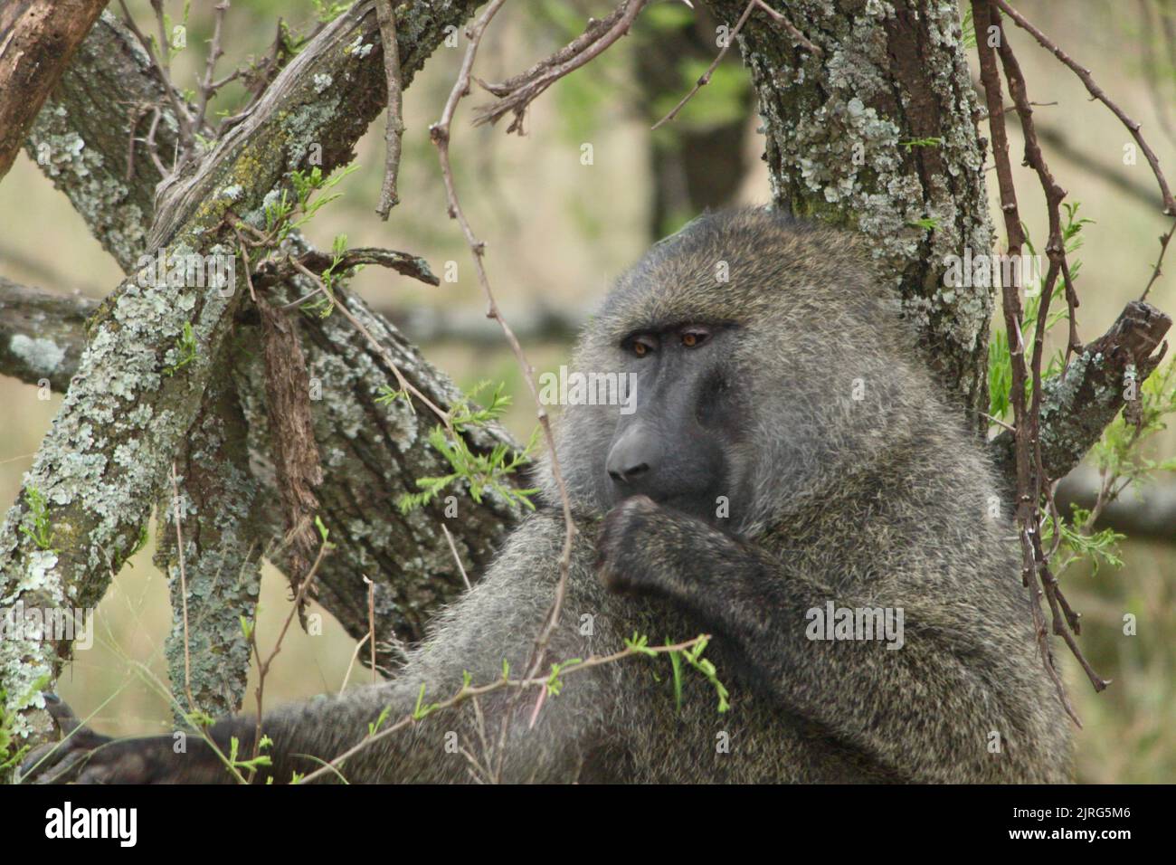 The portrait of an olive baboon sitting by the tree thinking Stock ...