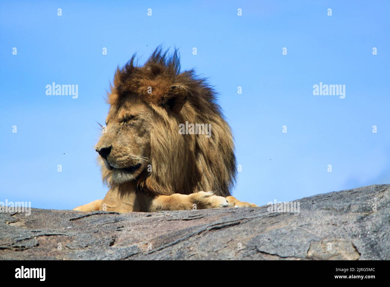 The low-angle view of a barbary lion resting on the stone with its eyes ...