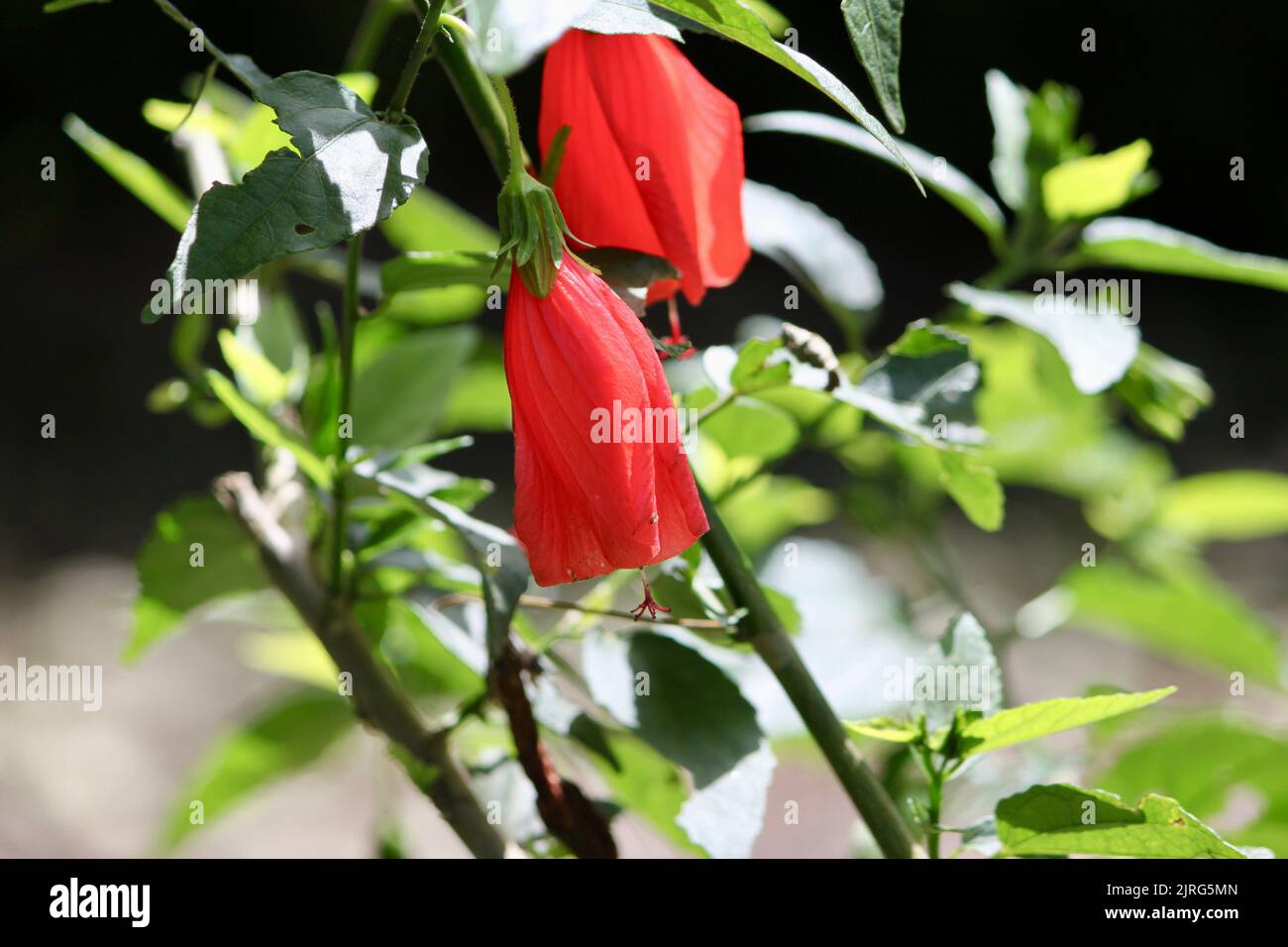 Heads wax hi-res stock photography and images - Alamy