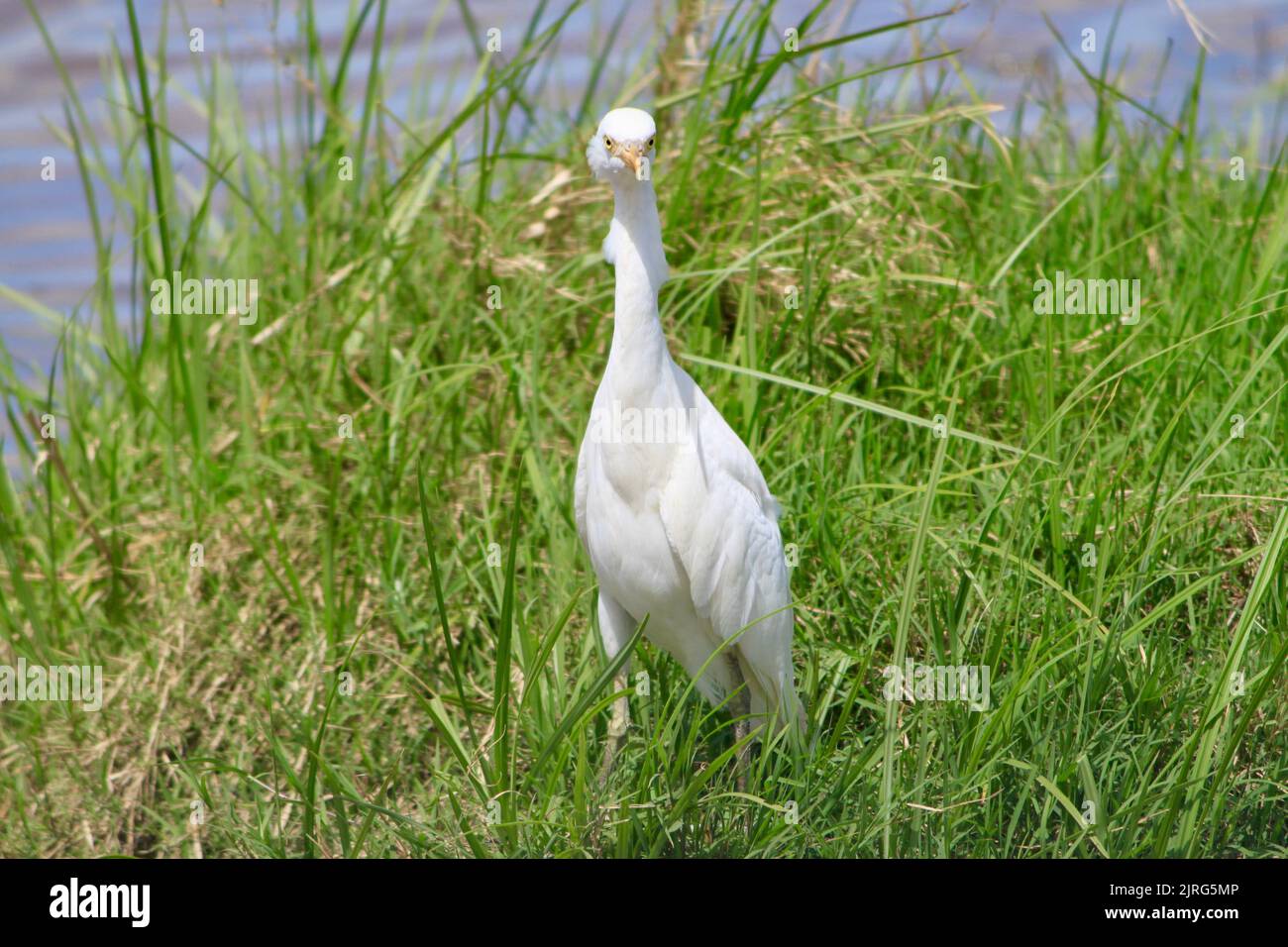 The high-angle close-up of an egret perching in the green grass by the ...