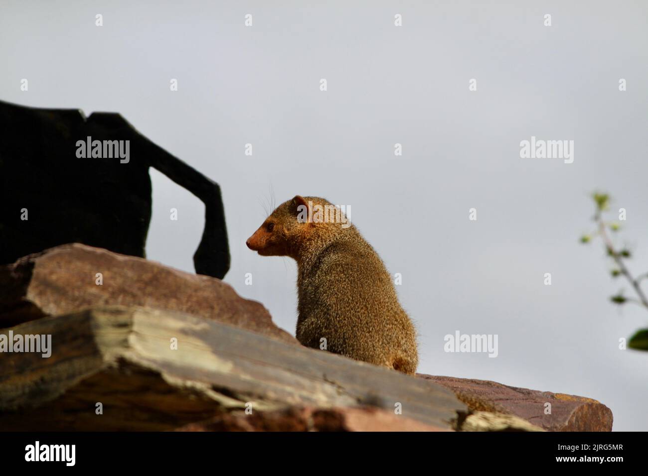 The close-up view of a common dwarf mongoose from behind, sitting on ...