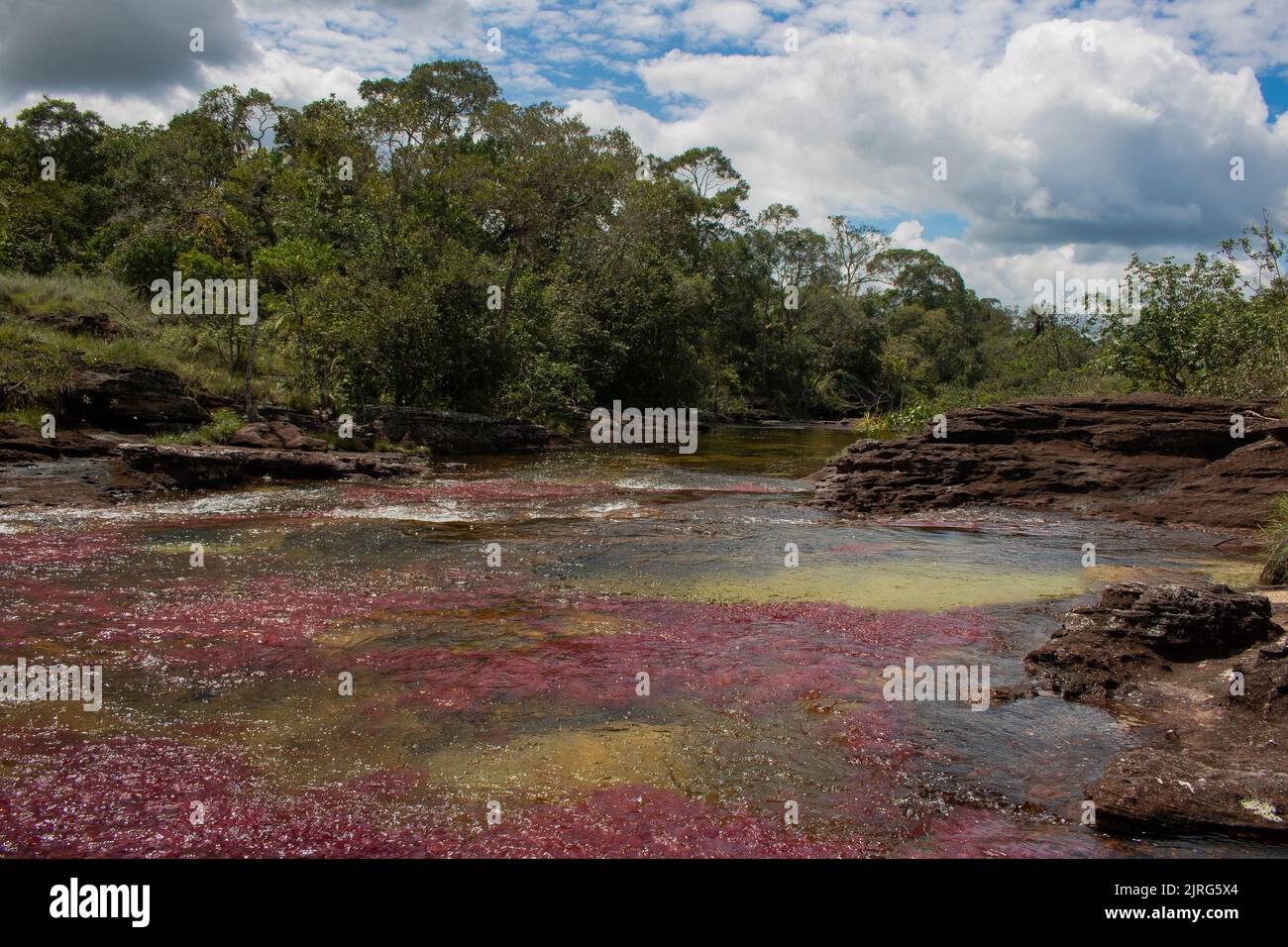 The Cano Cristales river, known as the Rainbow River, in the Serrania ...