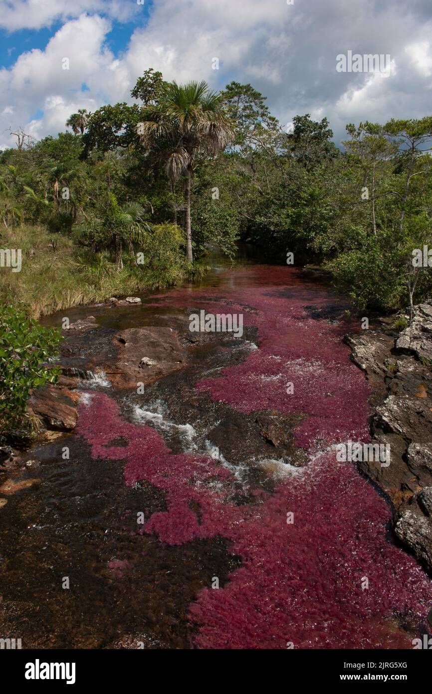 The Cano Cristales river, known as the Rainbow River, in the Serrania ...