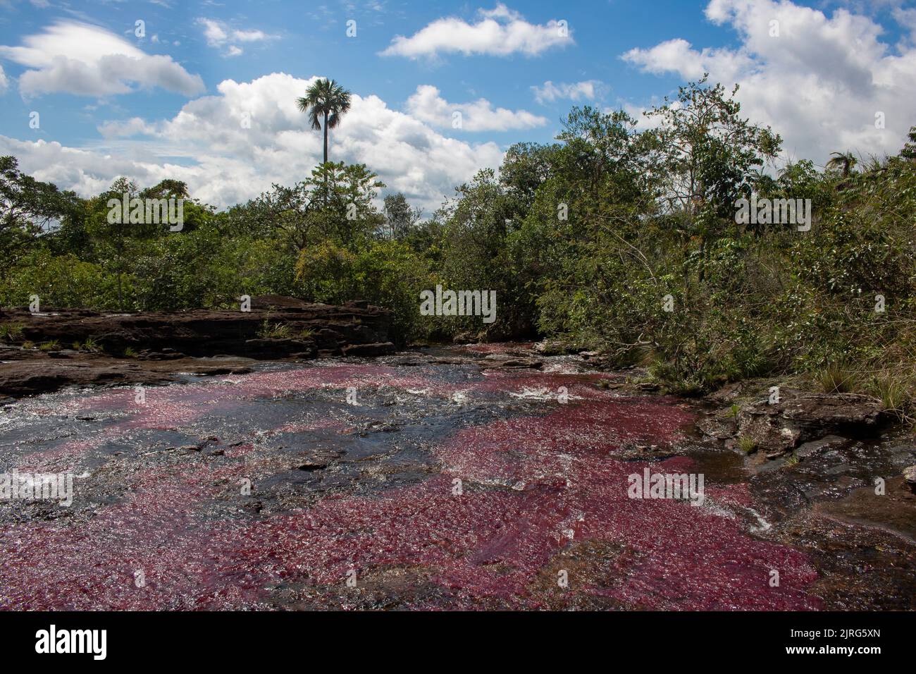 The Cano Cristales river, known as the Rainbow River, in the Serrania ...