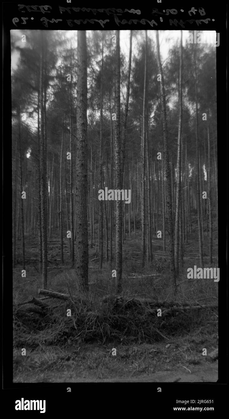 New forest october Black and White Stock Photos & Images - Alamy