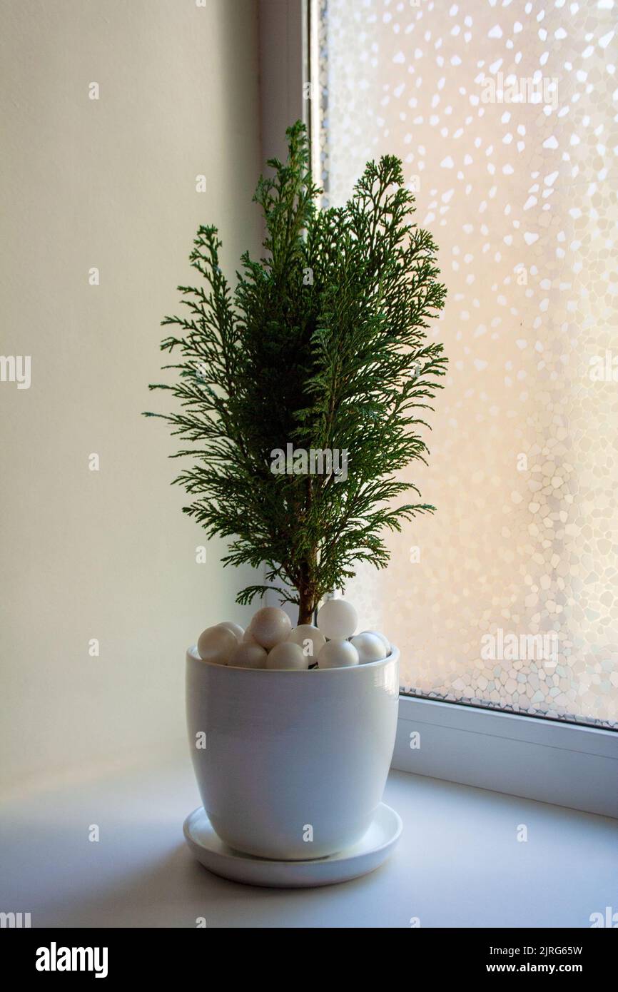 Small fir tree in ceramic pot decorated with white christmas baubles ...