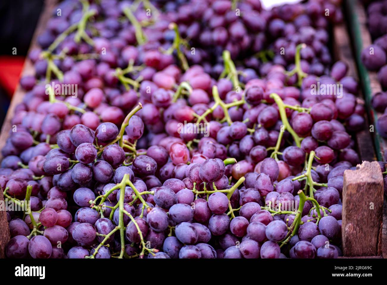 Purple grape vine hi-res stock photography and images - Alamy