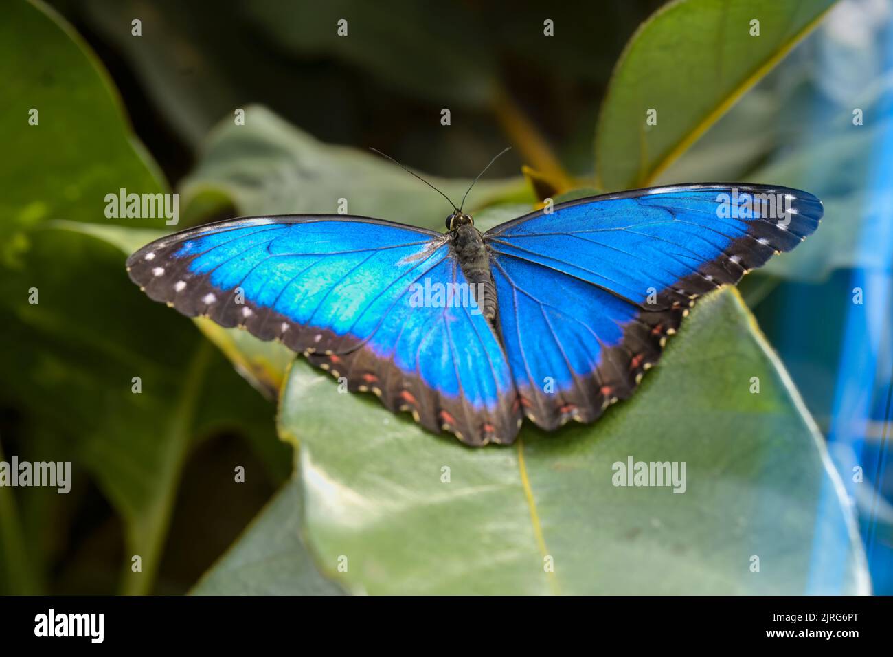 Sky butterfly, Morpho peleides, blue butterfly from Central America on ...