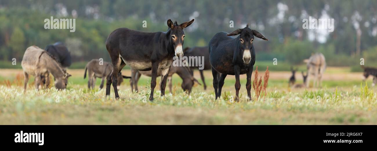 Grazing donkeys on farmland hi-res stock photography and images - Alamy