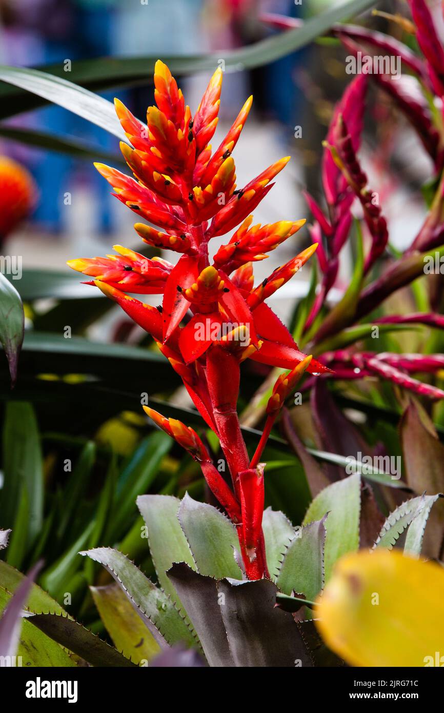 Closeup of a beautiful Bromelia from Colombia Stock Photo - Alamy
