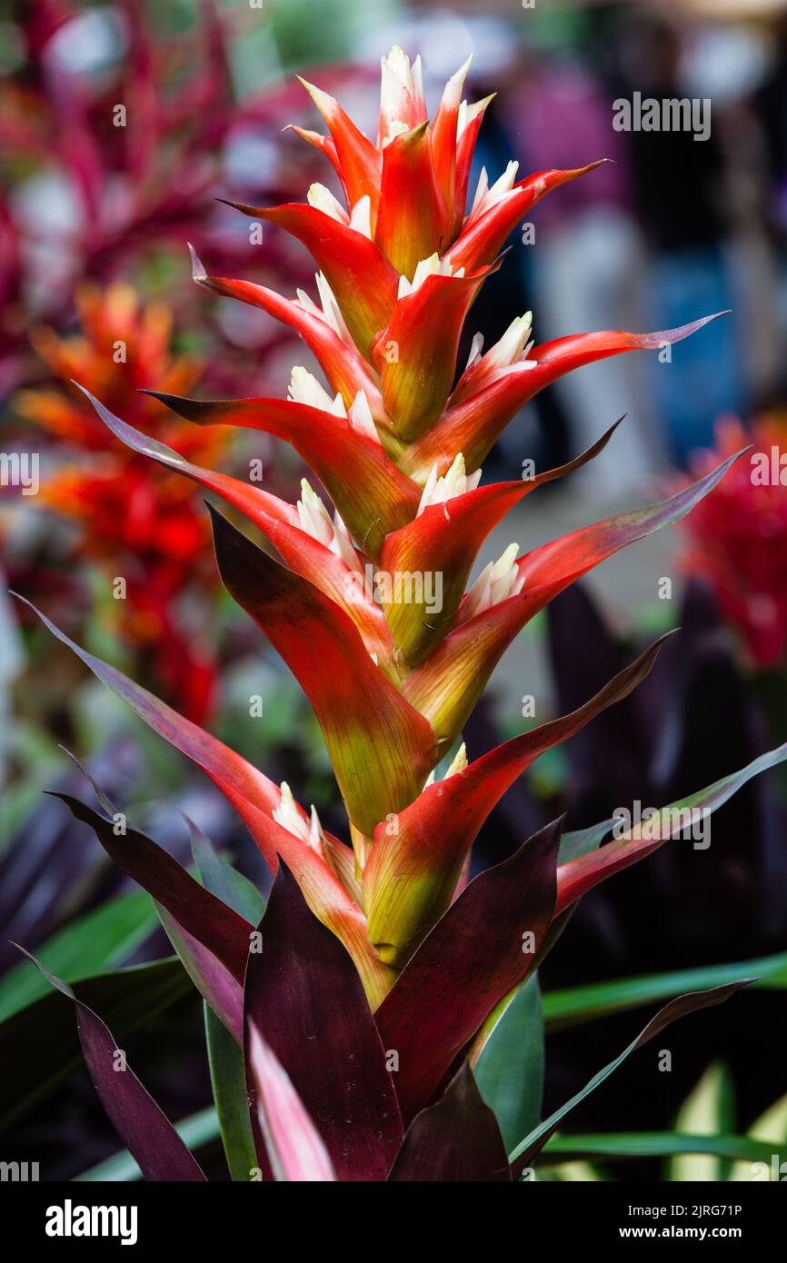 Closeup of a beautiful Bromelia from Colombia Stock Photo - Alamy