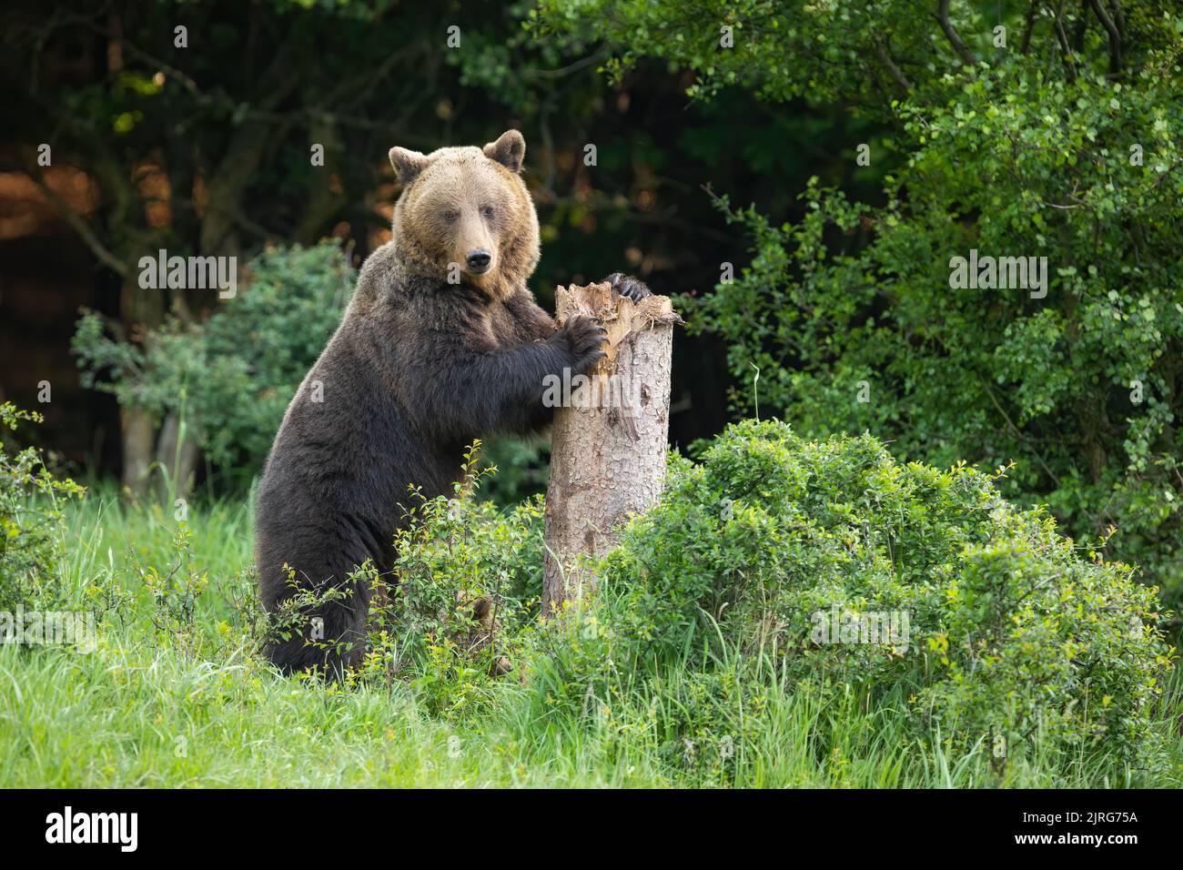 Brown bear, ursus arctos, standing on two legs and gripping firmly tree ...