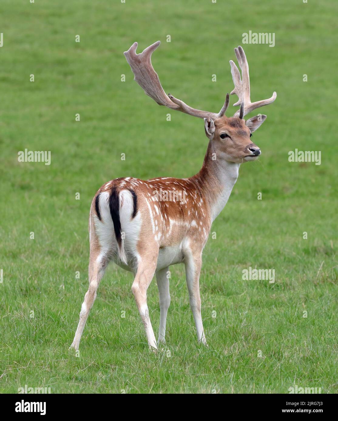 European Fallow Deer (Dama dama) bucks Stock Photo - Alamy