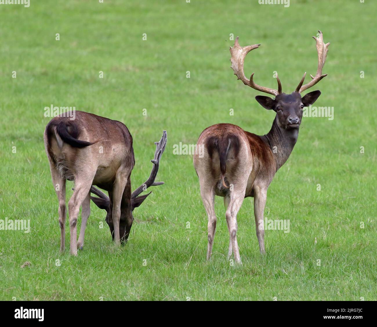 European Fallow Deer (Dama dama) bucks Stock Photo - Alamy