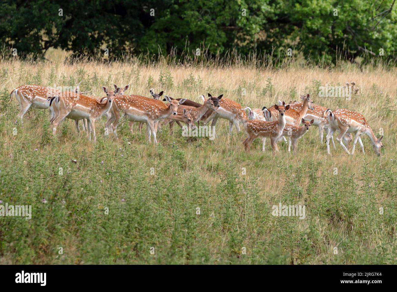 A small herd of European Fallow Deer (dama dama Stock Photo - Alamy