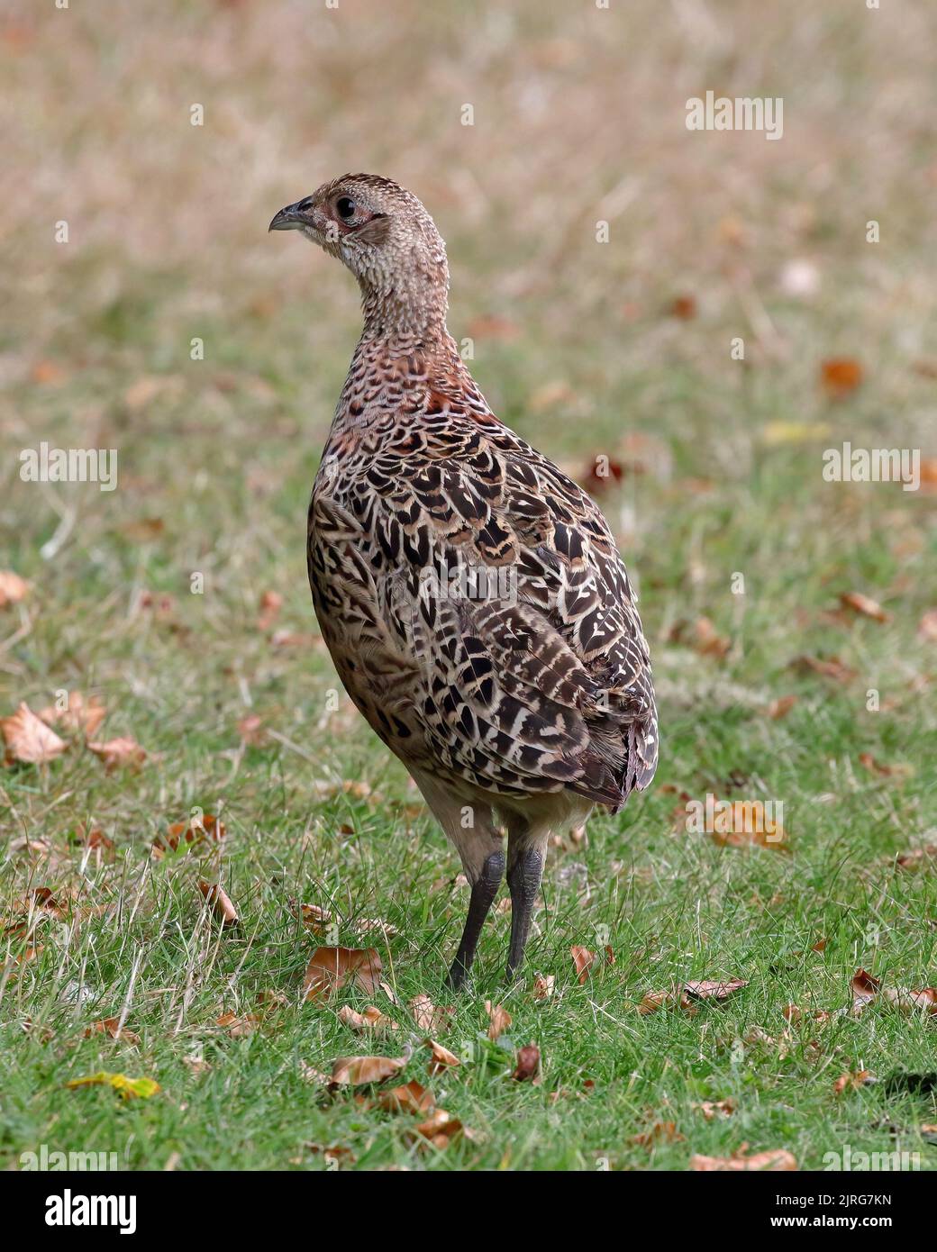 A female Pheasant (phasianus colchicus) part way through her annual ...