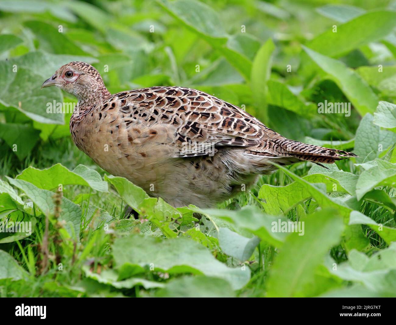 A female Pheasant (phasianus colchicus) part way through her annual ...