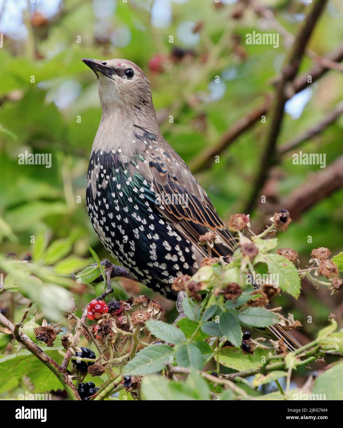 Juvenile Common or European Starling (Sturnus vulgaris Stock Photo - Alamy