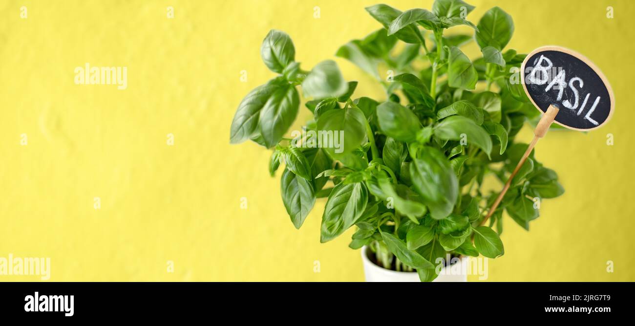 close up of basil herb with name on tag in pot Stock Photo - Alamy